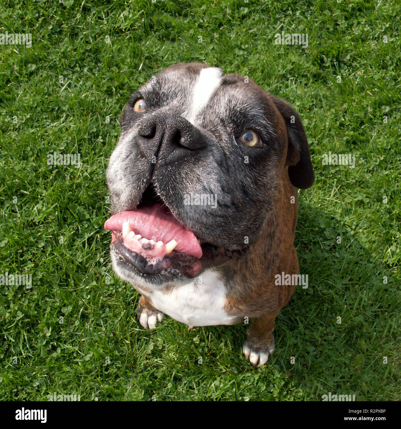 boxer (dog breed) - rigid looking Stock Photo - Alamy