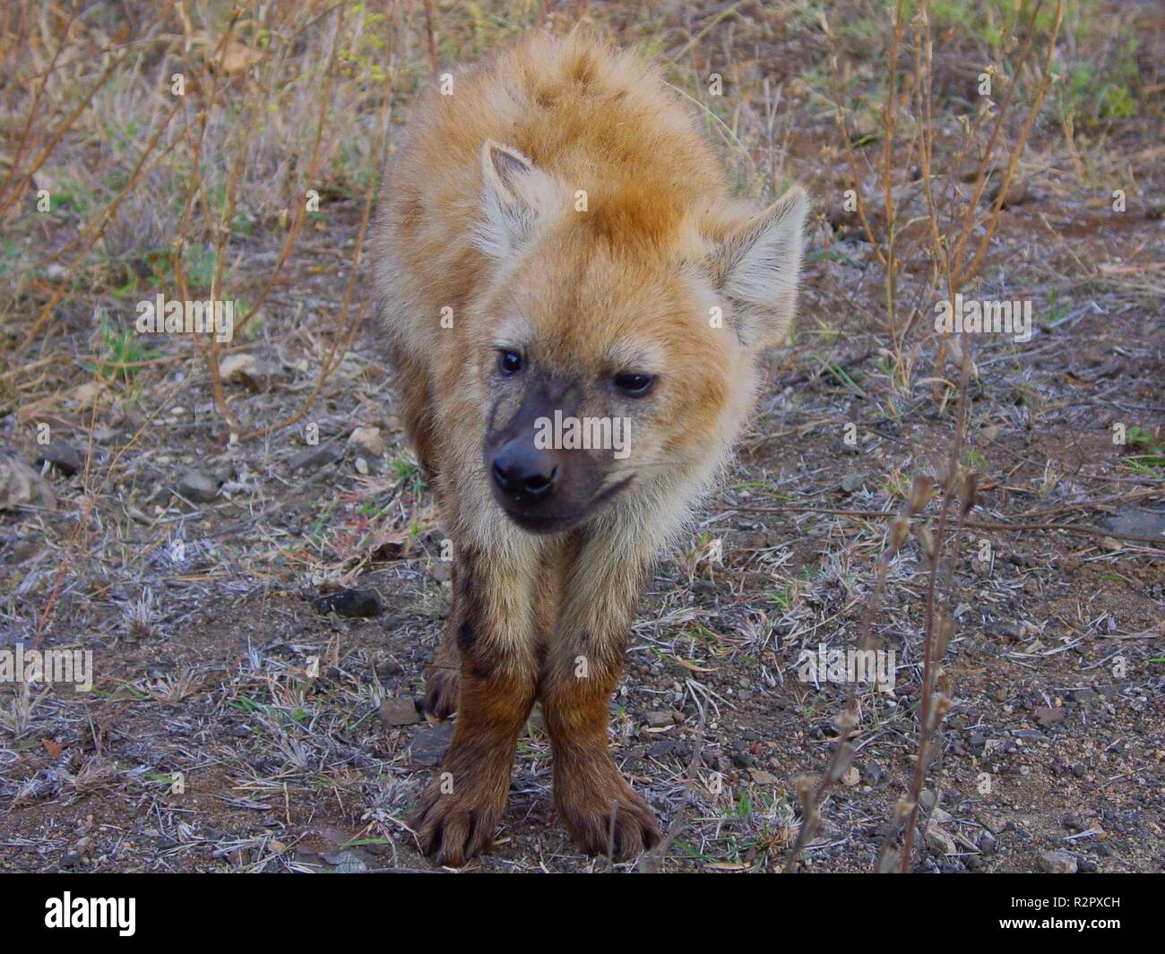 Knock knees hi-res stock photography and images - Alamy