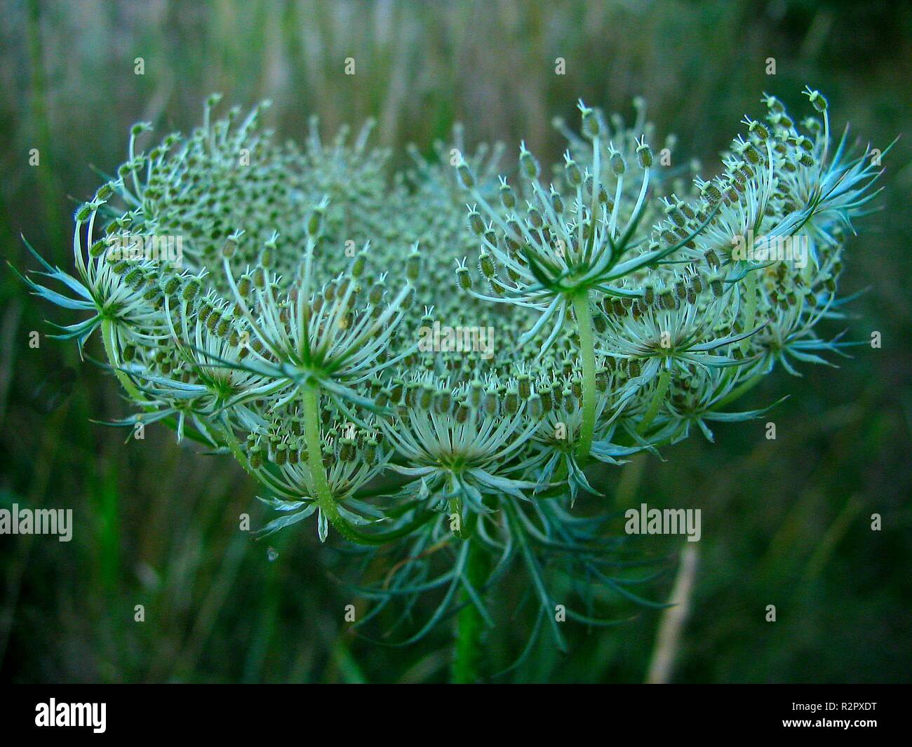 Carrot weed hi-res stock photography and images - Alamy