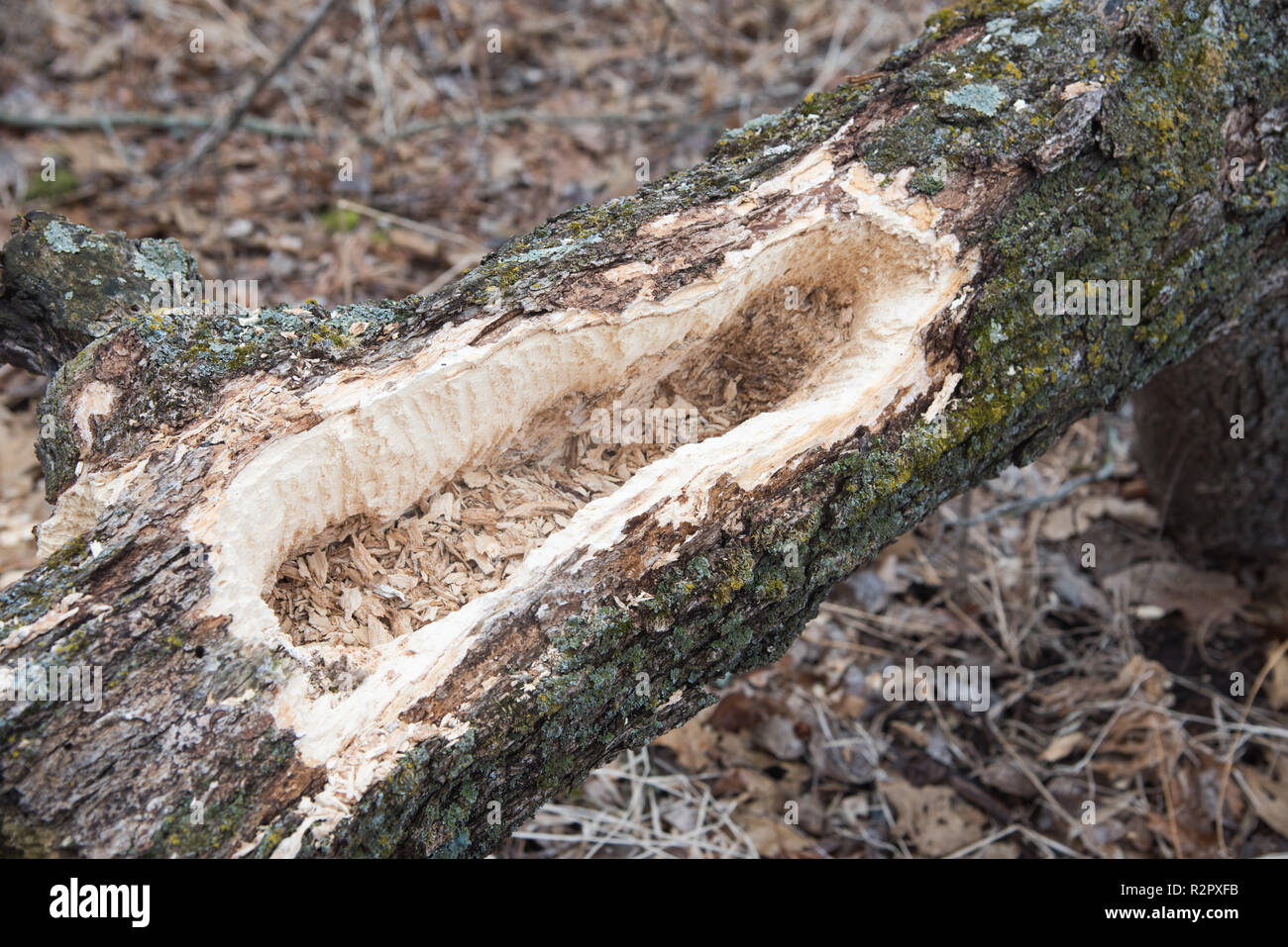 Tree trunk with section hollowed out by wildlife in forest area in ...