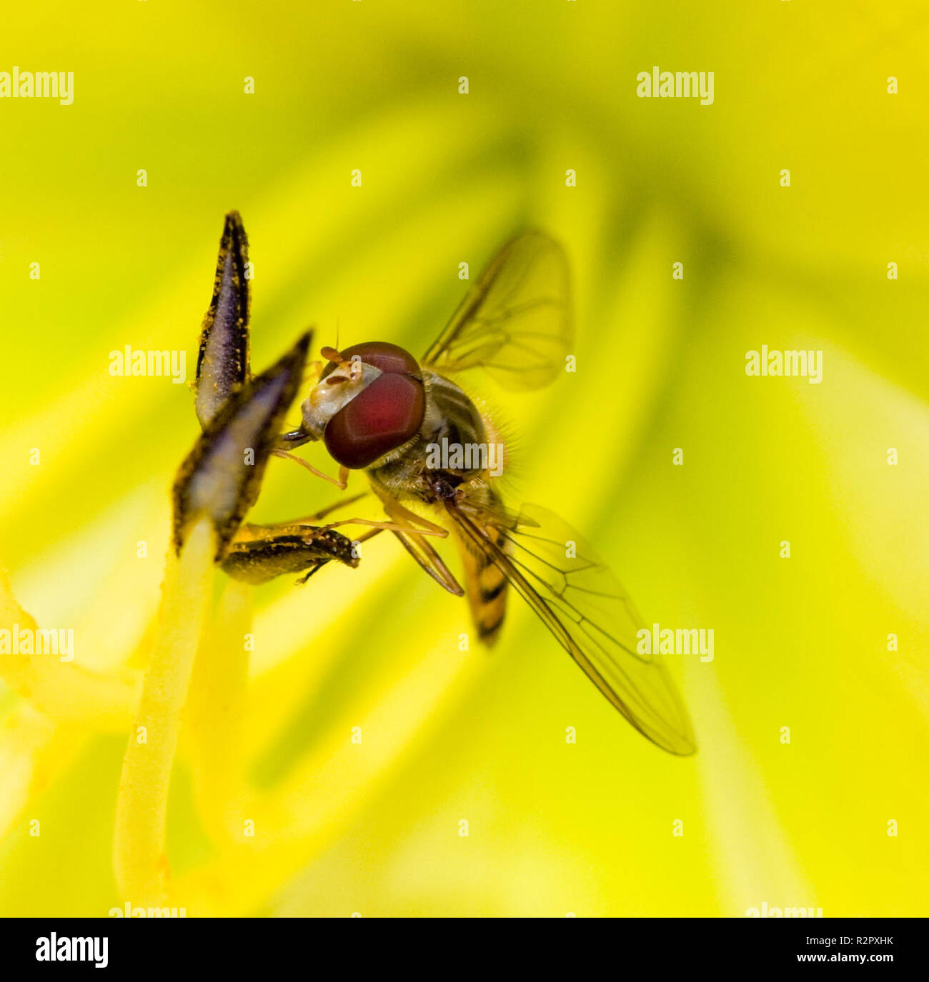Yellow insects hi-res stock photography and images - Alamy
