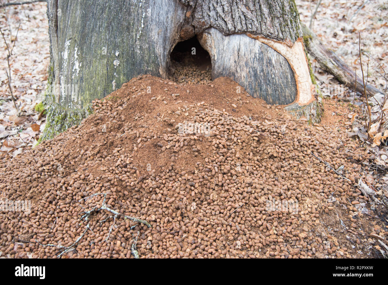 Porcupine poop piled at the base of a forest tree in Minnesota in the U ...