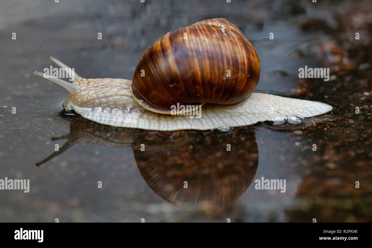 Puddle on ground hi-res stock photography and images - Alamy