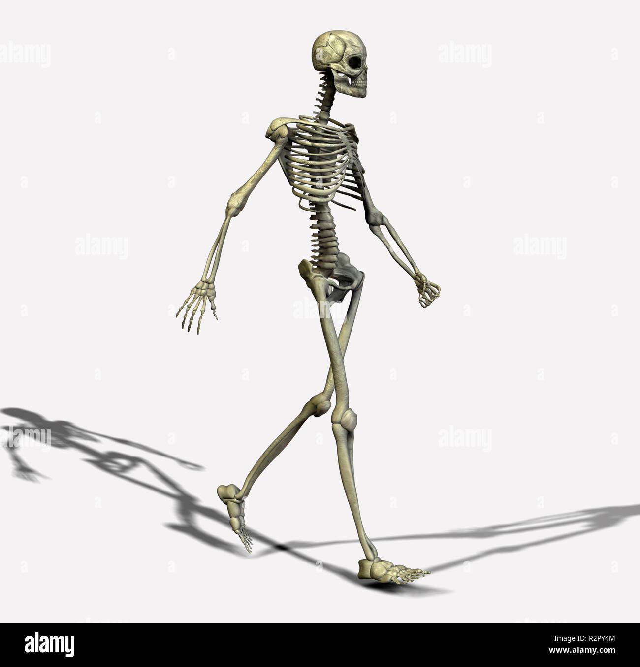 Skeleton Man Walking Stock Photos & Skeleton Man Walking Stock Images ...