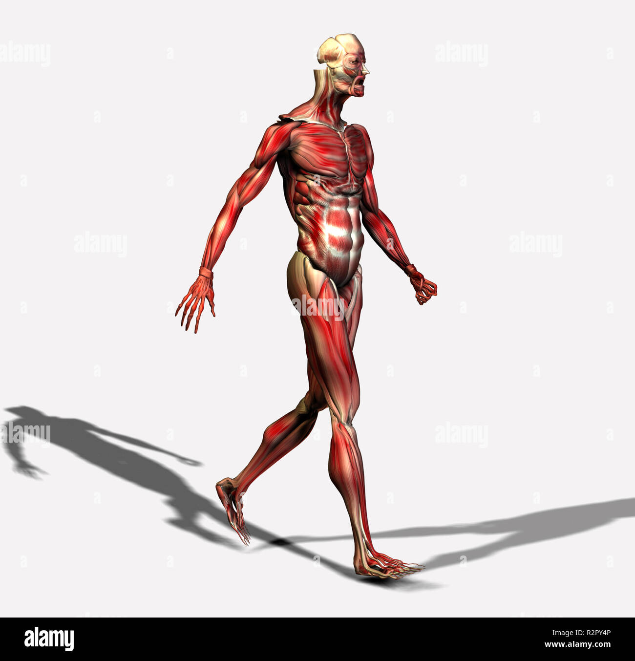 Human anatomy walking medical hi-res stock photography and images - Alamy