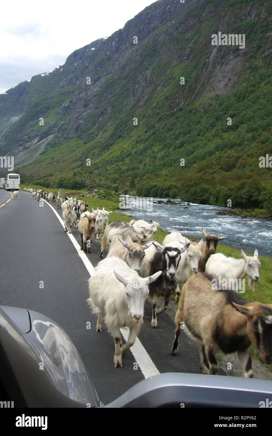 Goats on car hi-res stock photography and images - Alamy