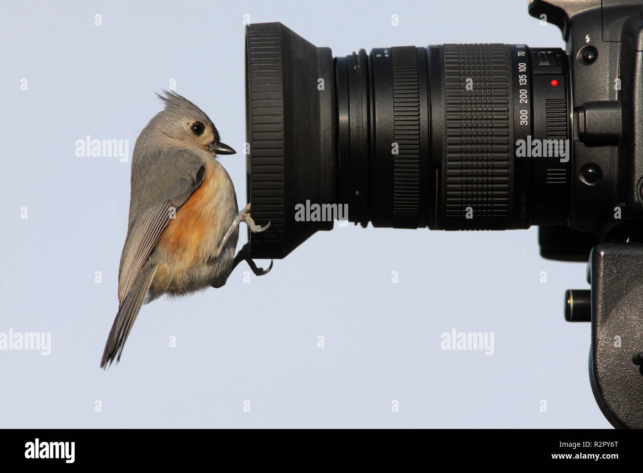 Humorous bird photo hi-res stock photography and images - Alamy