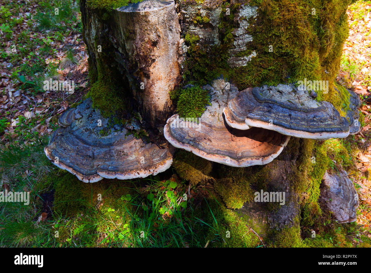 Large tree fungi on deadwood Stock Photo - Alamy