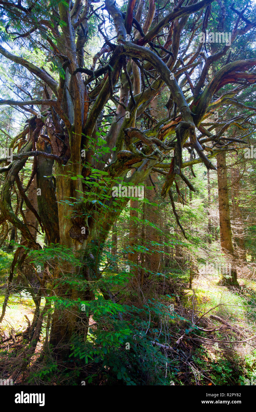 Mystic tree hi-res stock photography and images - Alamy