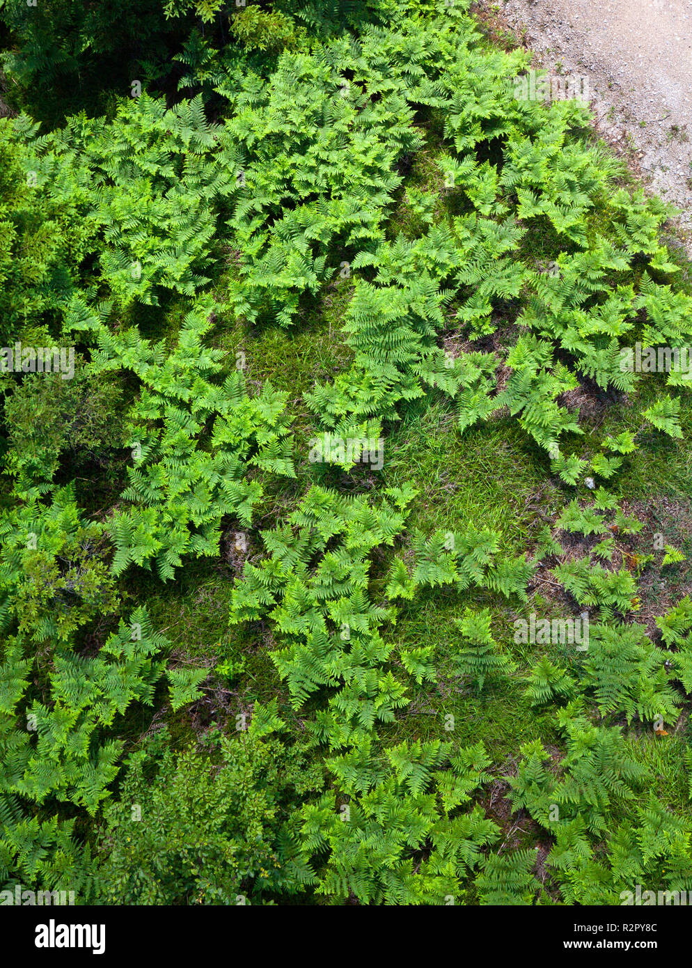 Common bracken at the edge of the forest Stock Photo - Alamy