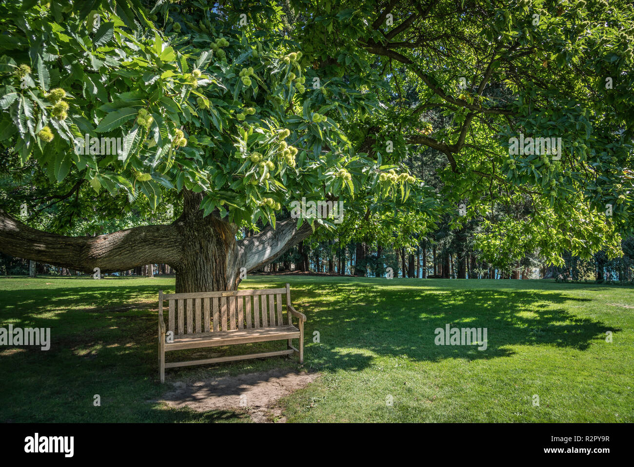 Park bench under tree Stock Photo - Alamy