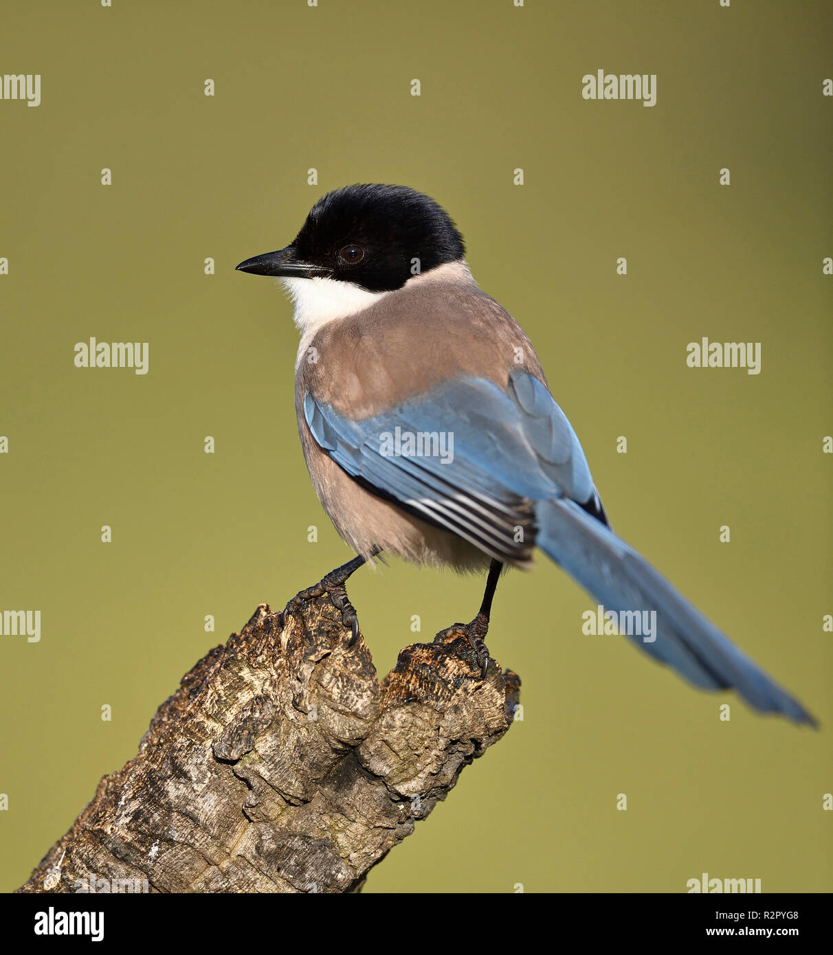 Iberian blue magpie hi-res stock photography and images - Alamy