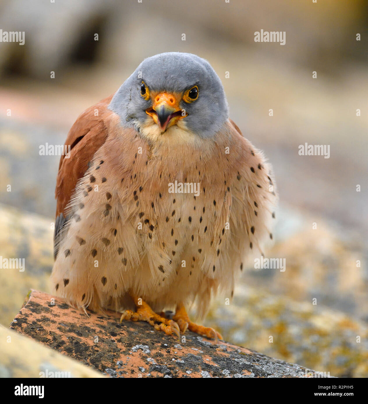 Lesser kestrel male hi-res stock photography and images - Alamy