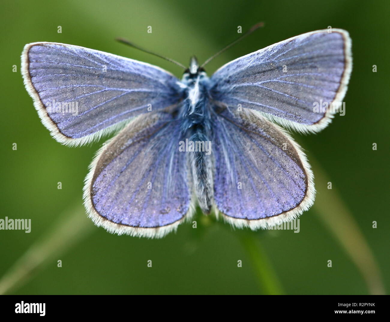 Uling High Resolution Stock Photography and Images - Alamy