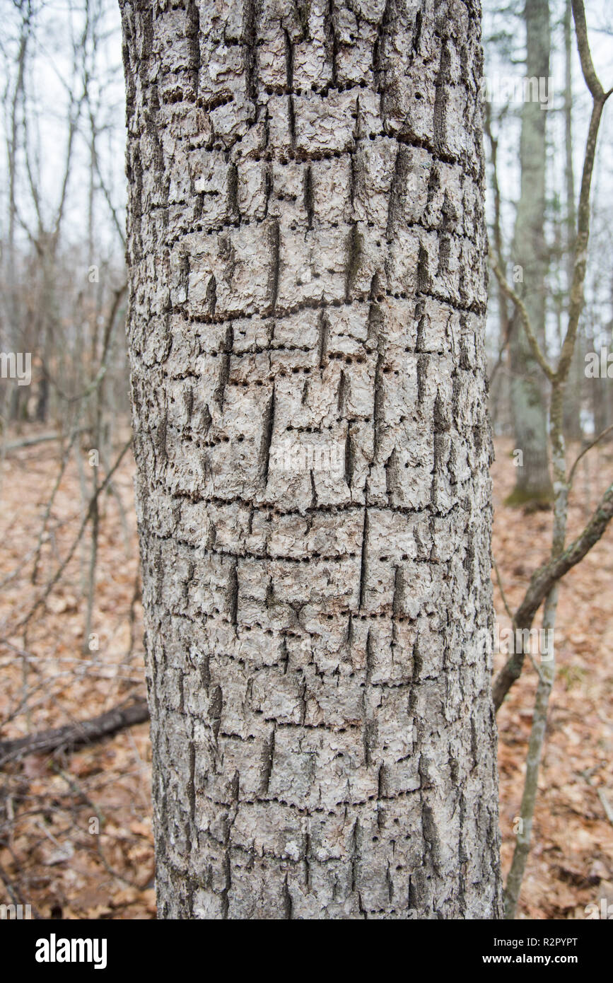 Tree trunk with woodpecker holes in repetition in outdoor forest in ...