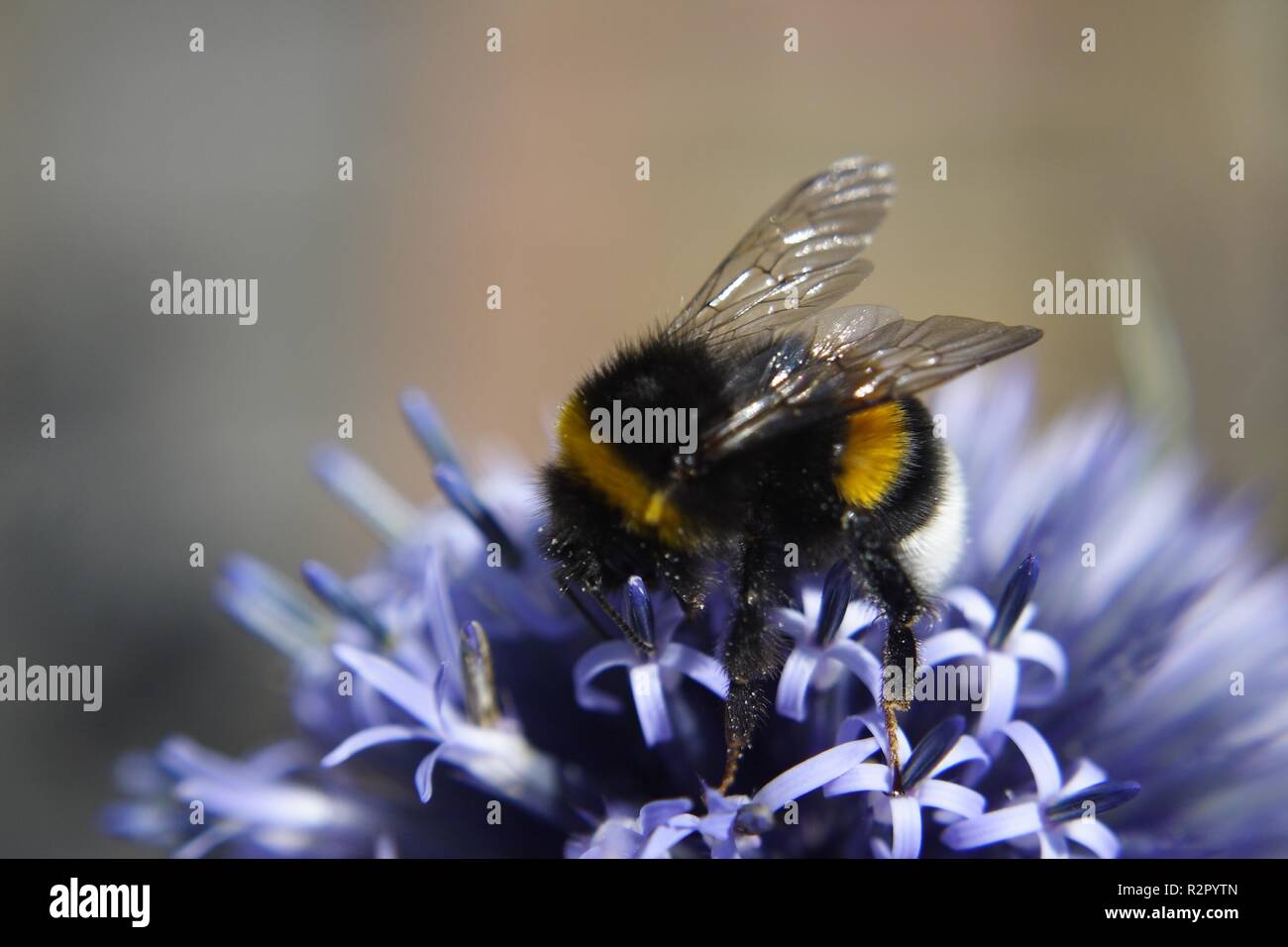Bumblebee food hi-res stock photography and images - Alamy