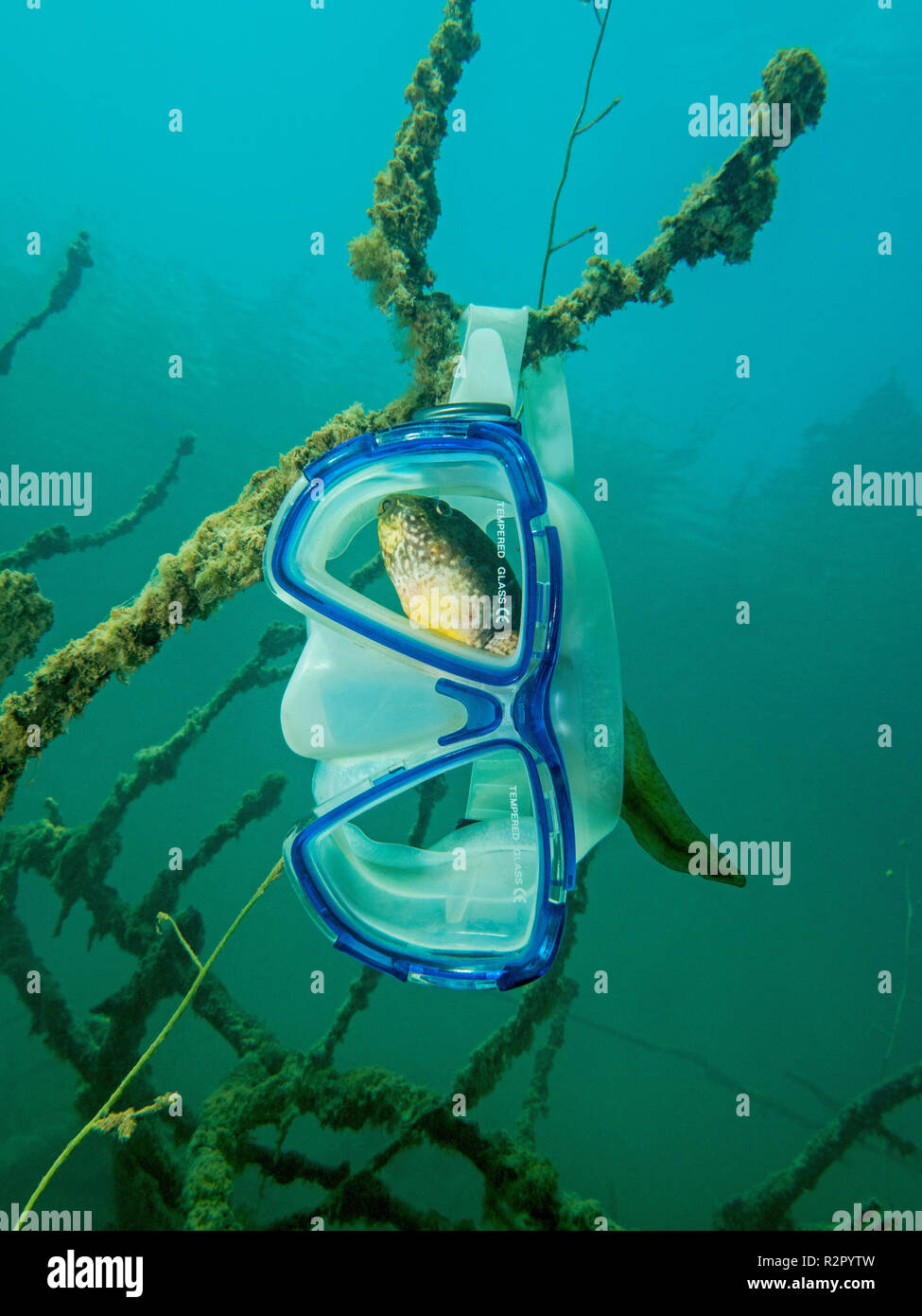 Bullfrog tadpole with diving mask in a flooded gravel pit, Baden ...