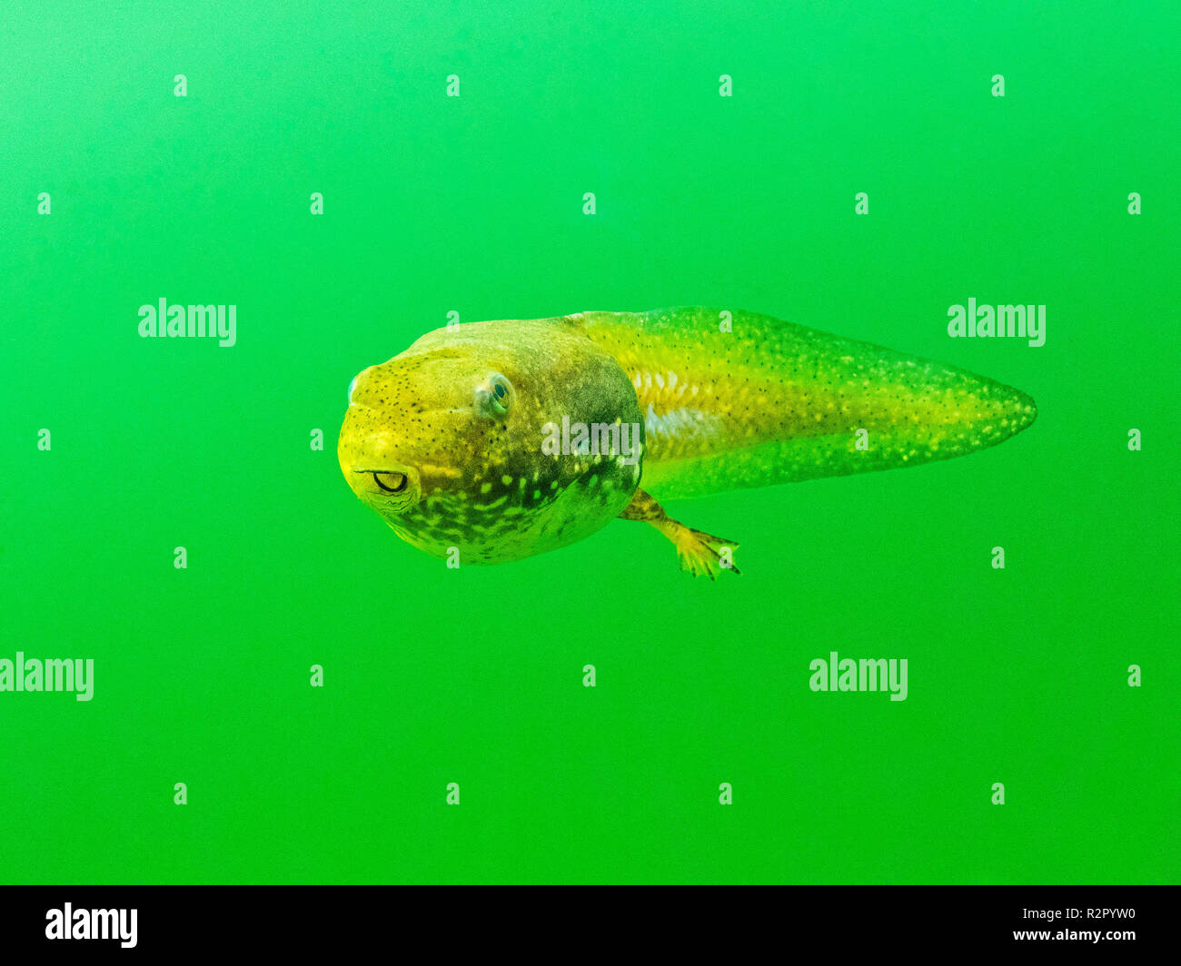 Bullfrog tadpole hi-res stock photography and images - Alamy
