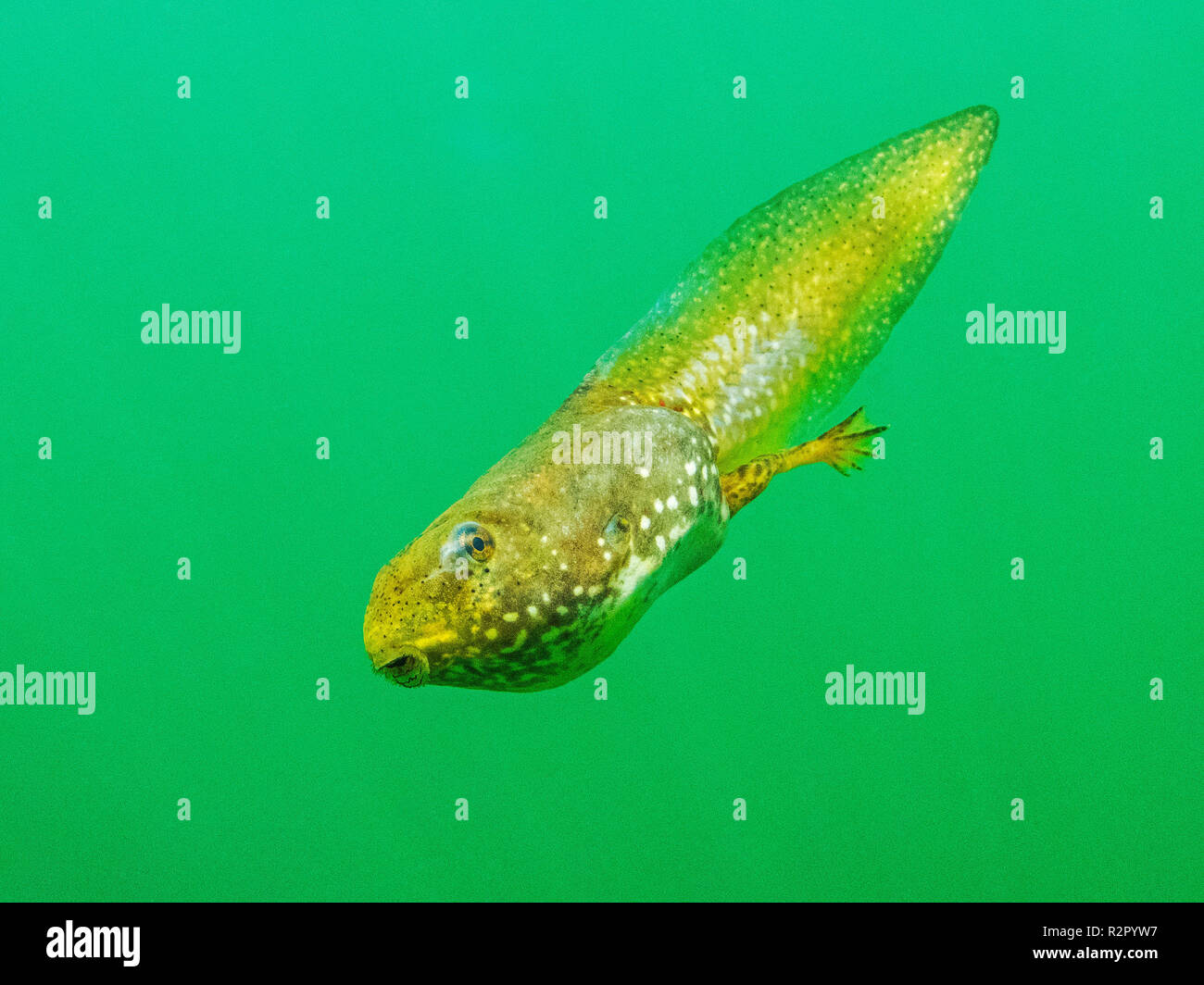 Tadpole hi-res stock photography and images - Alamy