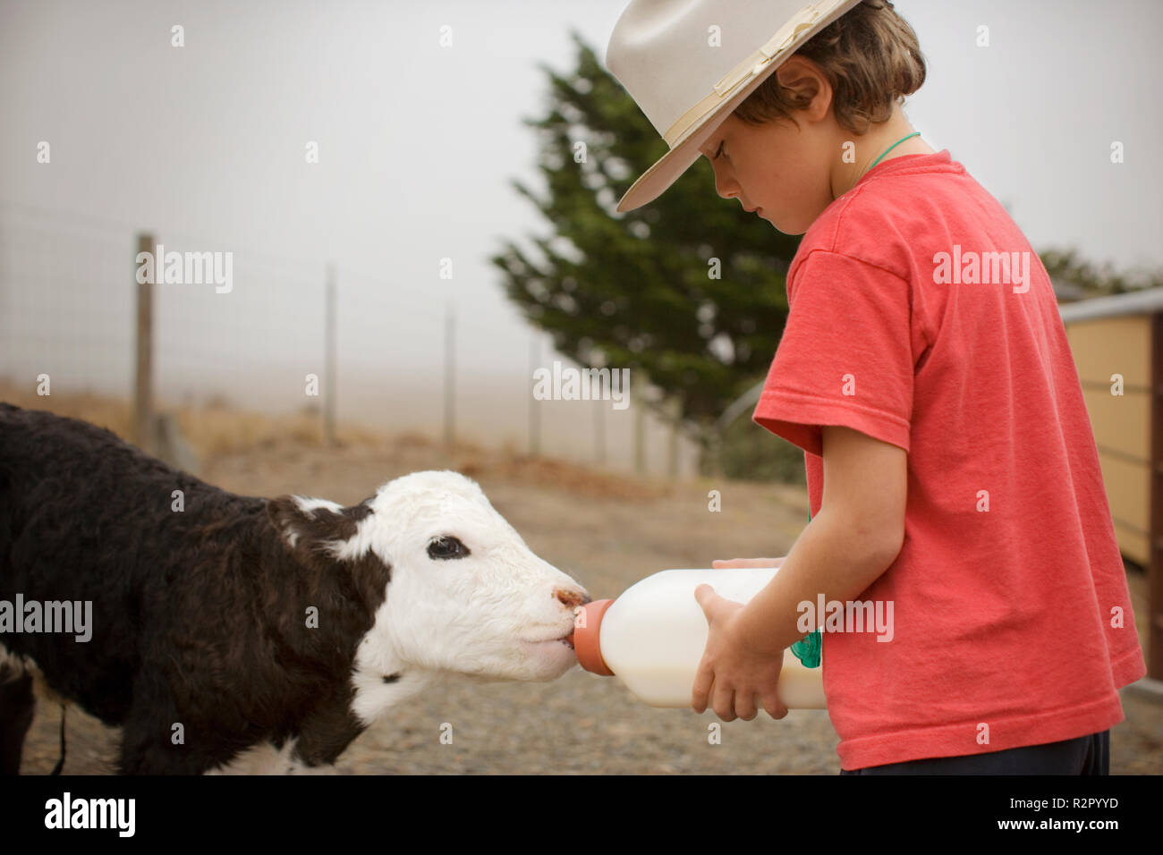 Young boy feeding milk to a young calf Stock Photo - Alamy