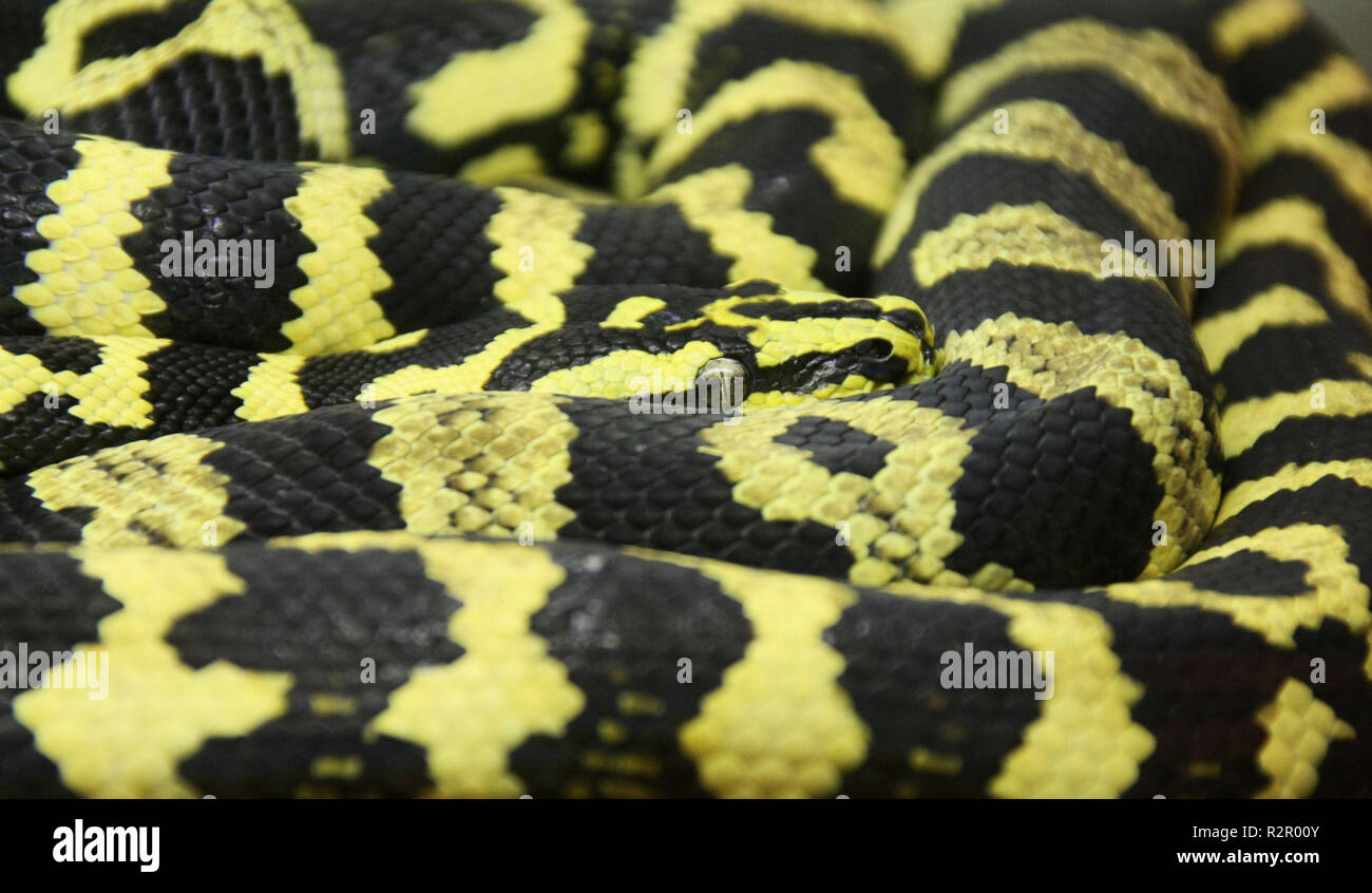 Carpet snake hi-res stock photography and images - Alamy