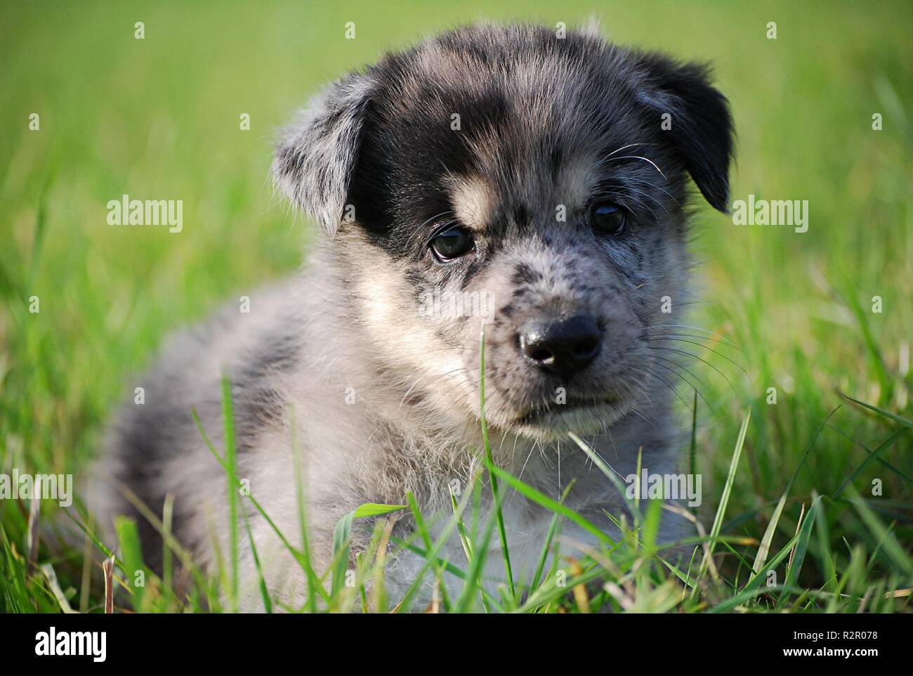 Australian Shepherd Husky Mix Puppy
