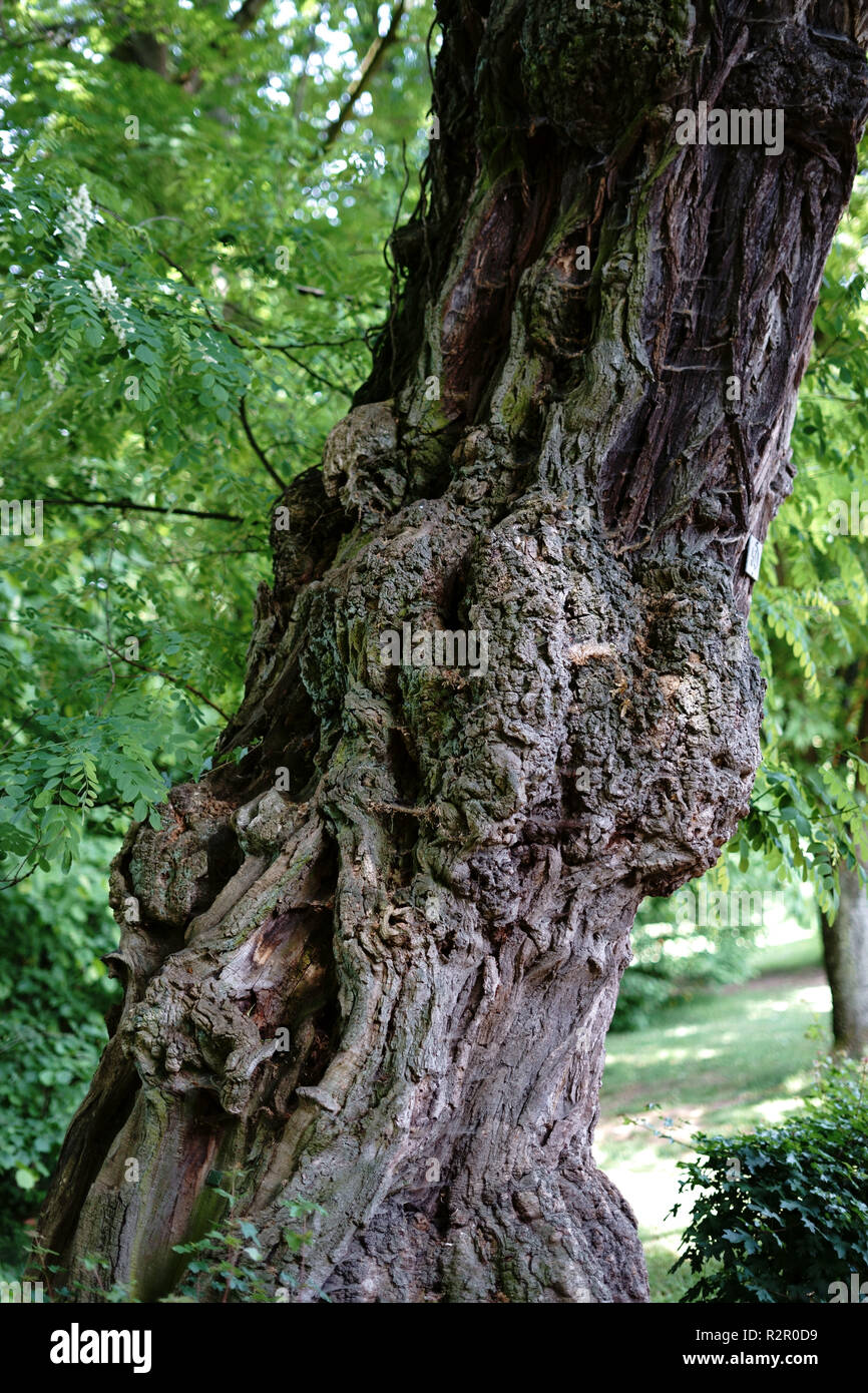 Very old gnarled tree with callus Stock Photo - Alamy
