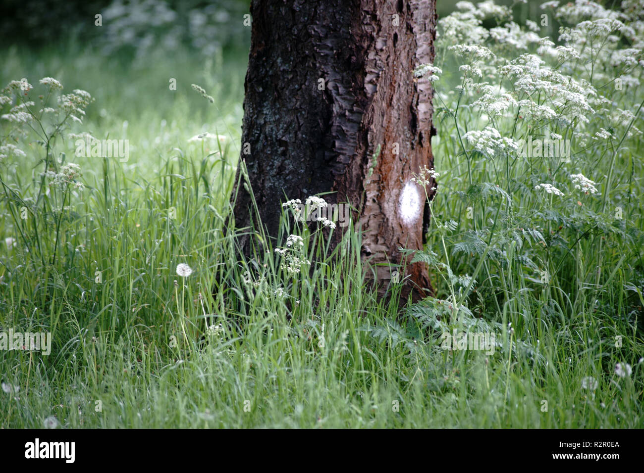 Tree marked by a white filled circle hi-res stock photography and ...