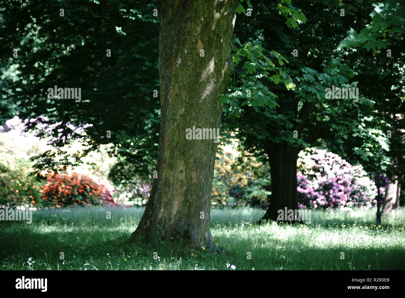 Casting trees hi-res stock photography and images - Alamy