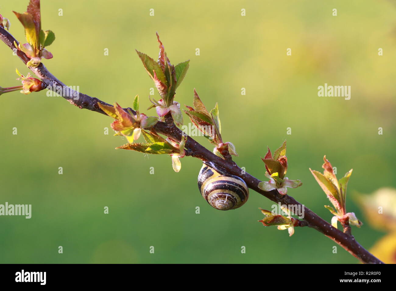 Awakening tree hi-res stock photography and images - Alamy