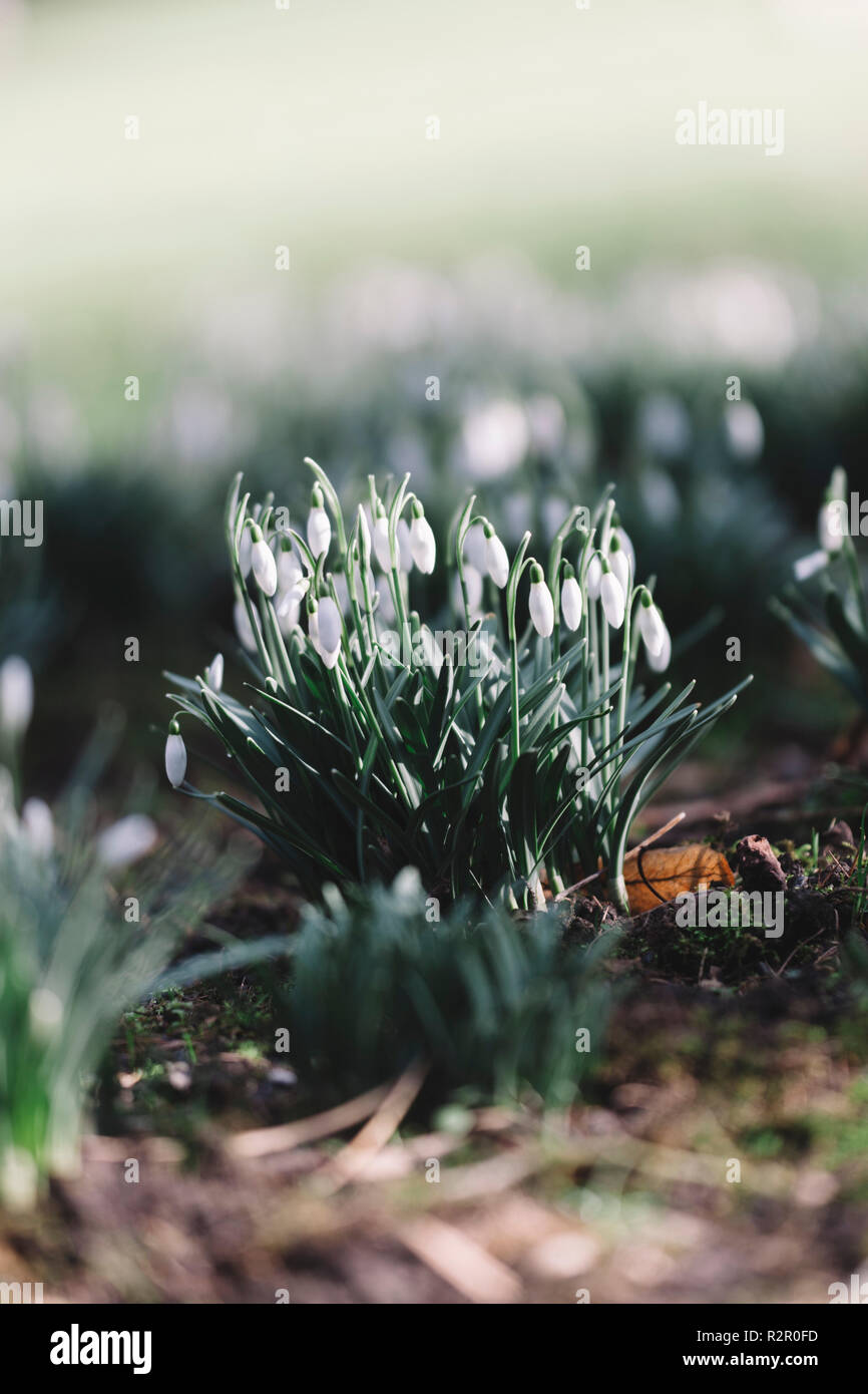 Garden green in february hi-res stock photography and images - Alamy