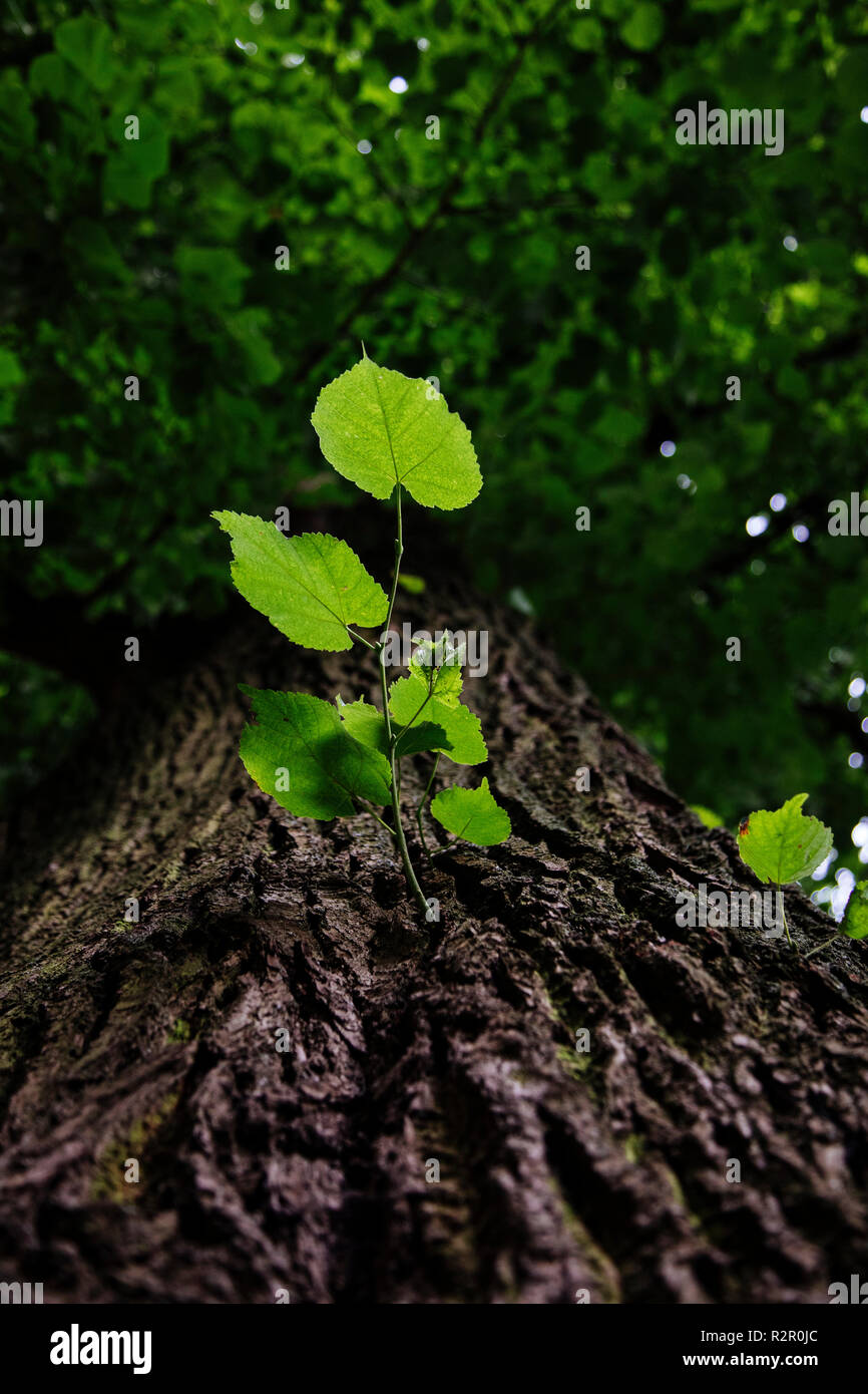 Sunny day in august hi-res stock photography and images - Alamy