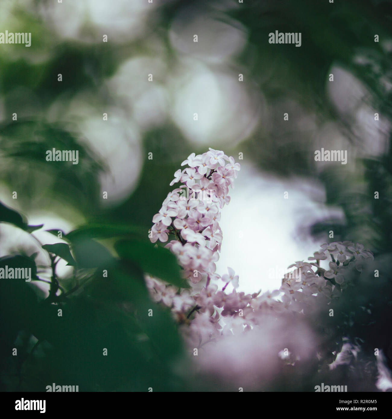 Sunshine in spring flowering hi-res stock photography and images - Alamy