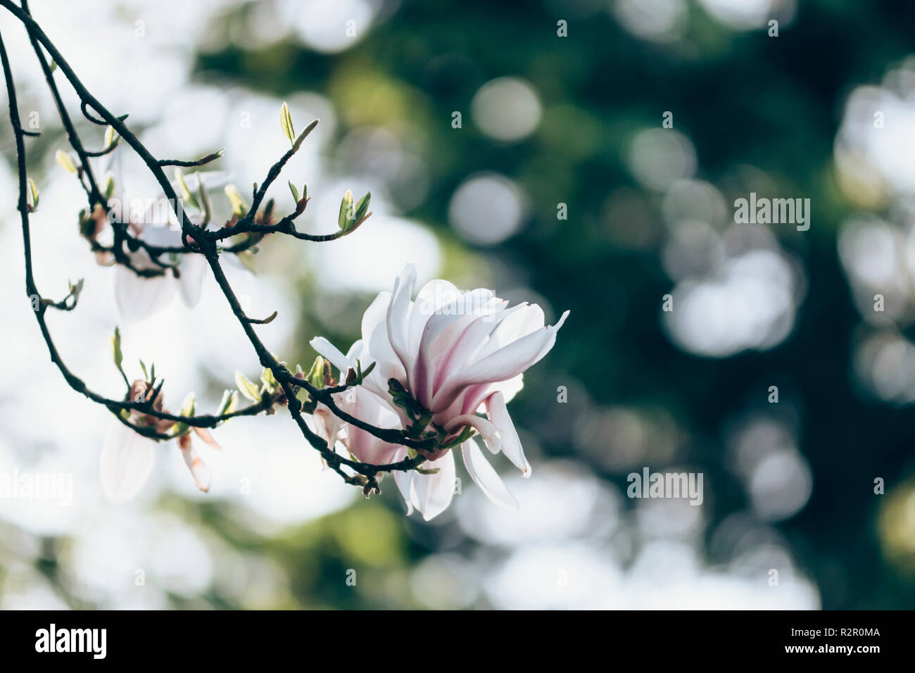 Magnolia flowers in spring Stock Photo - Alamy