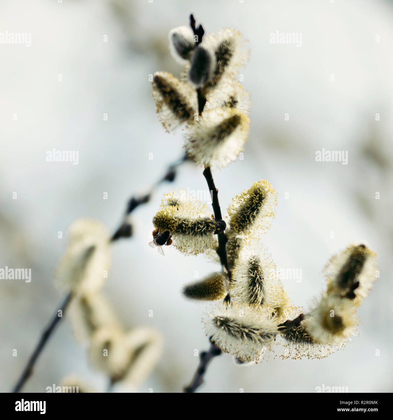 Bees Willow High Resolution Stock Photography and Images - Alamy