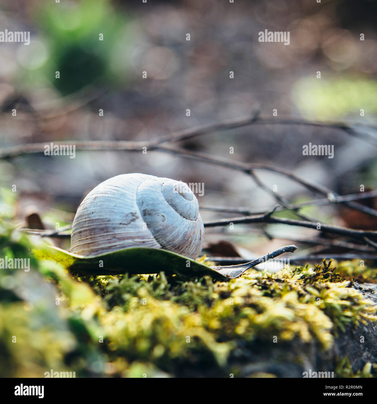 Moss on shell hi-res stock photography and images - Alamy