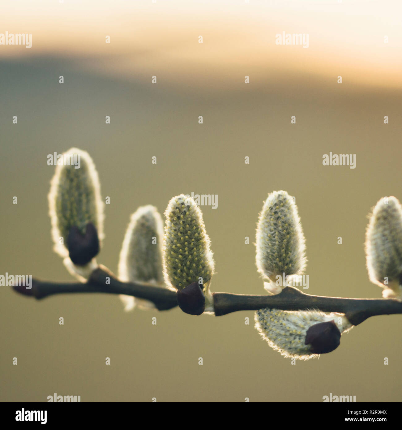 Fluffy catkins hi-res stock photography and images - Alamy