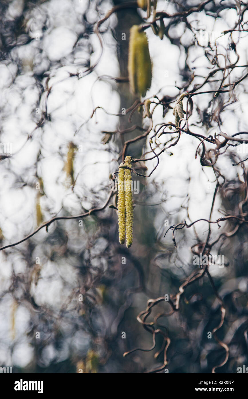 First flowers in early March Stock Photo - Alamy