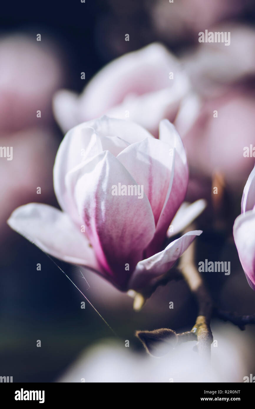 Magnolia In Sun High Resolution Stock Photography and Images - Alamy