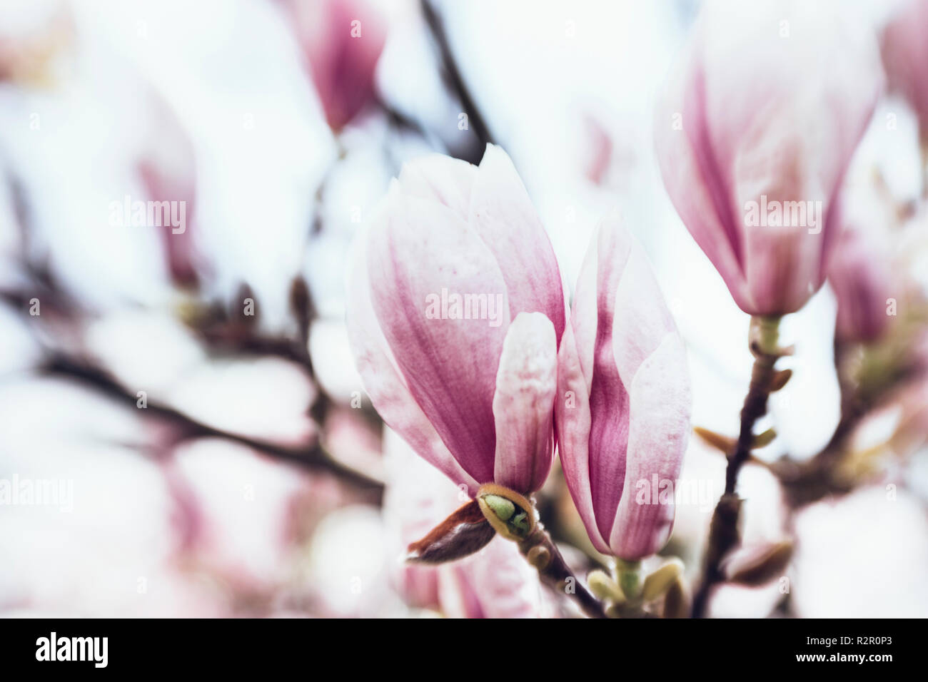 Magnolia flowers in spring Stock Photo - Alamy