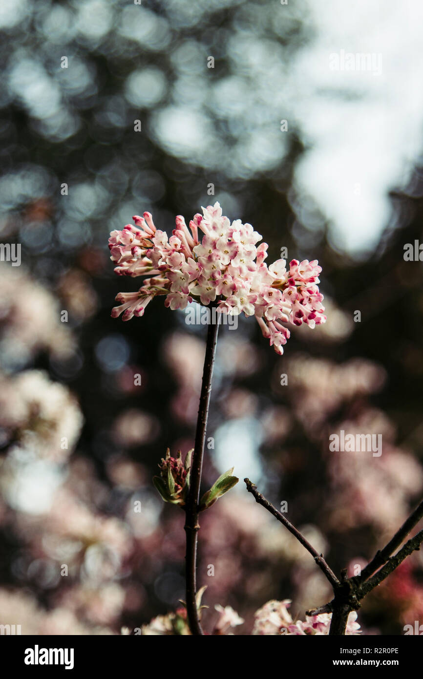 First flowers of the season hi-res stock photography and images - Alamy