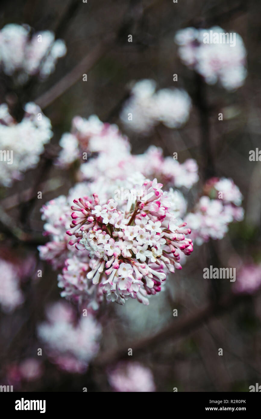 First flowers in early March, Viburnum Stock Photo - Alamy