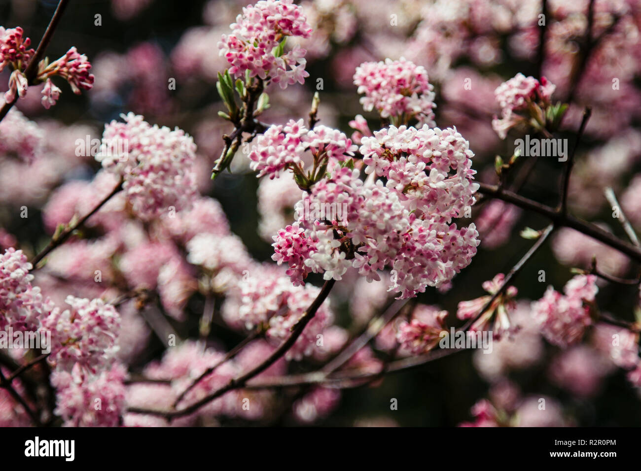 First flowers in early March, Viburnum Stock Photo - Alamy