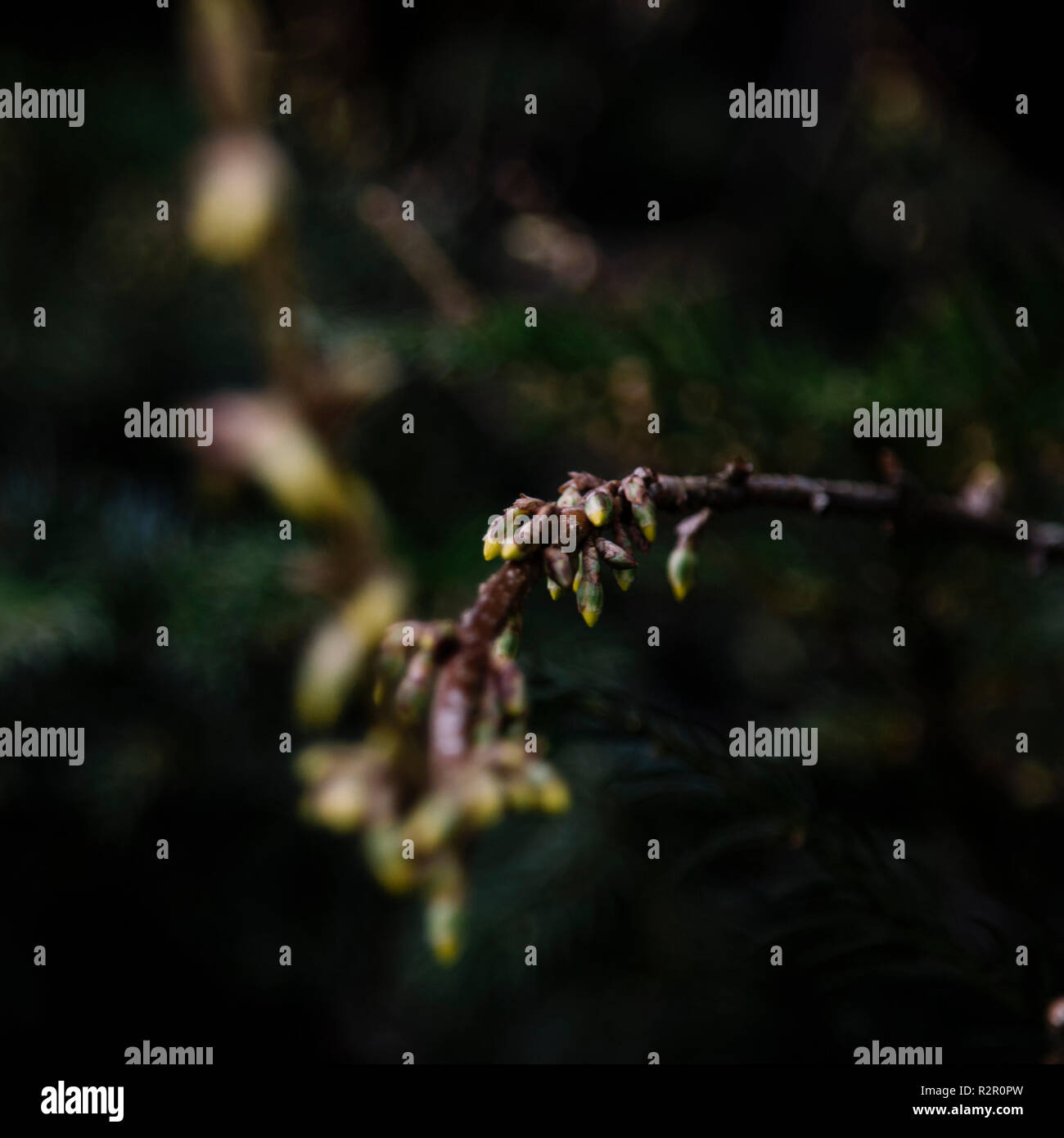 Early march hi-res stock photography and images - Alamy