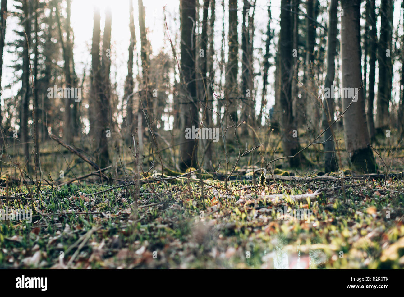 Beech forest in winter wide hi-res stock photography and images - Alamy