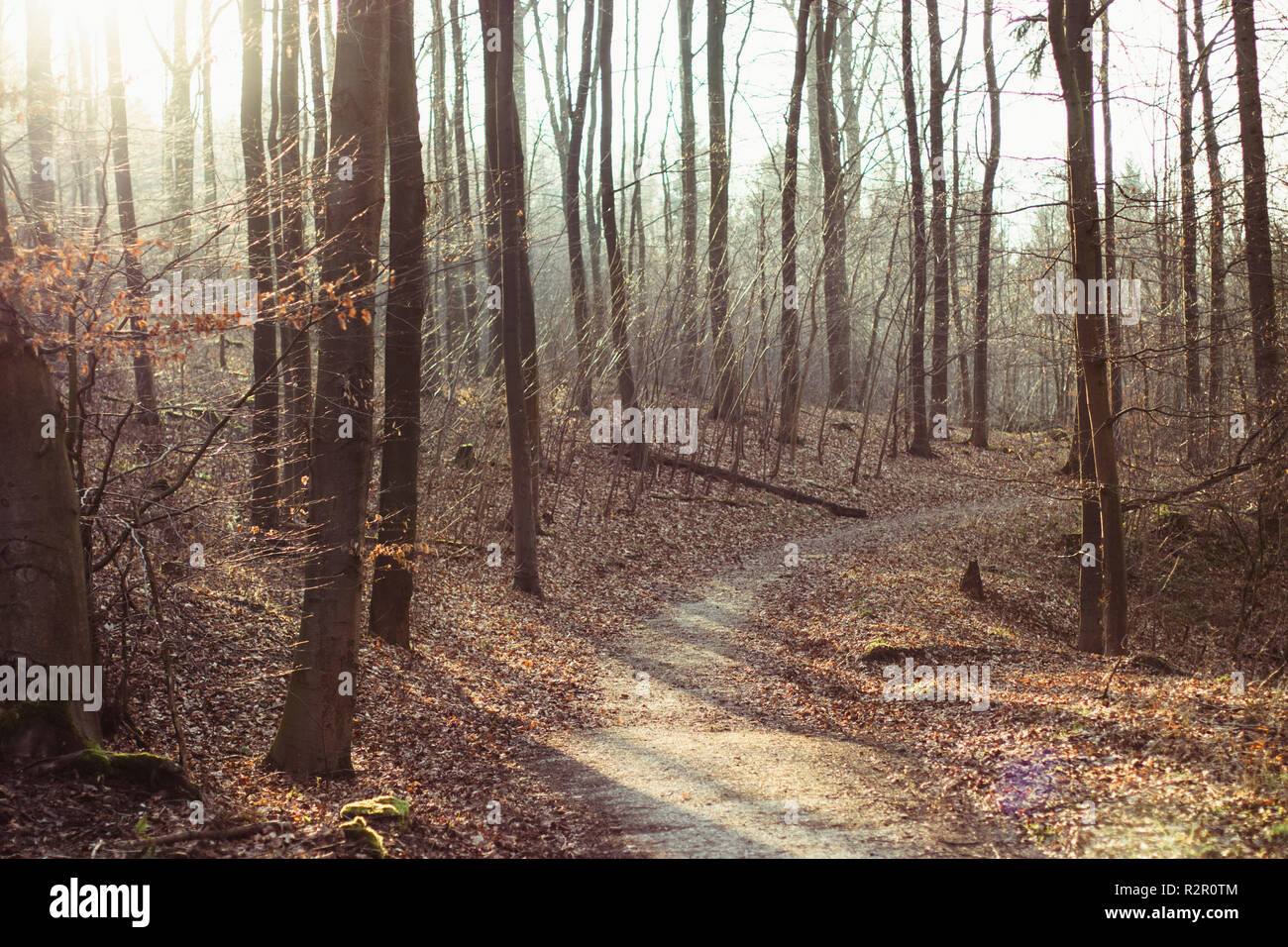 Beech forest in winter wide hi-res stock photography and images - Alamy