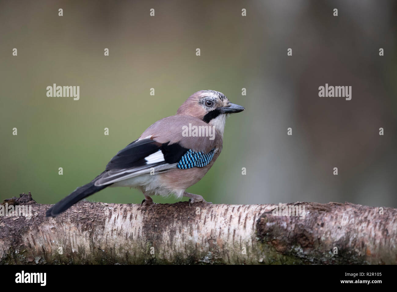 Jay bird hi-res stock photography and images - Alamy