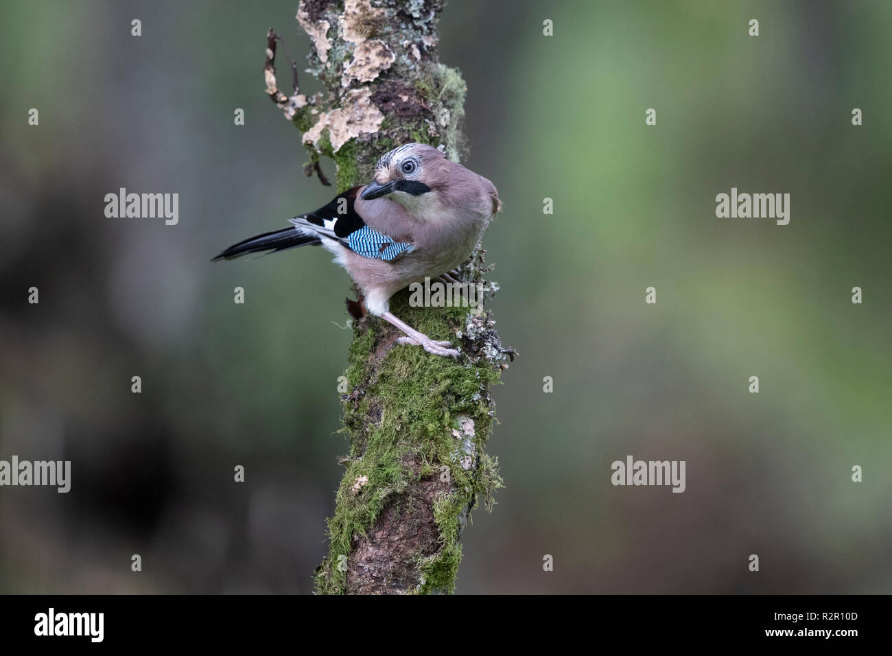 Jay bird hi-res stock photography and images - Alamy