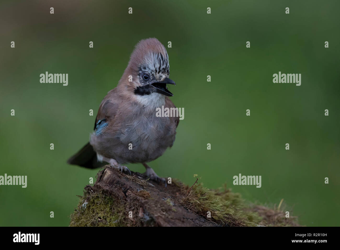 Young jay bird Stock Photo - Alamy