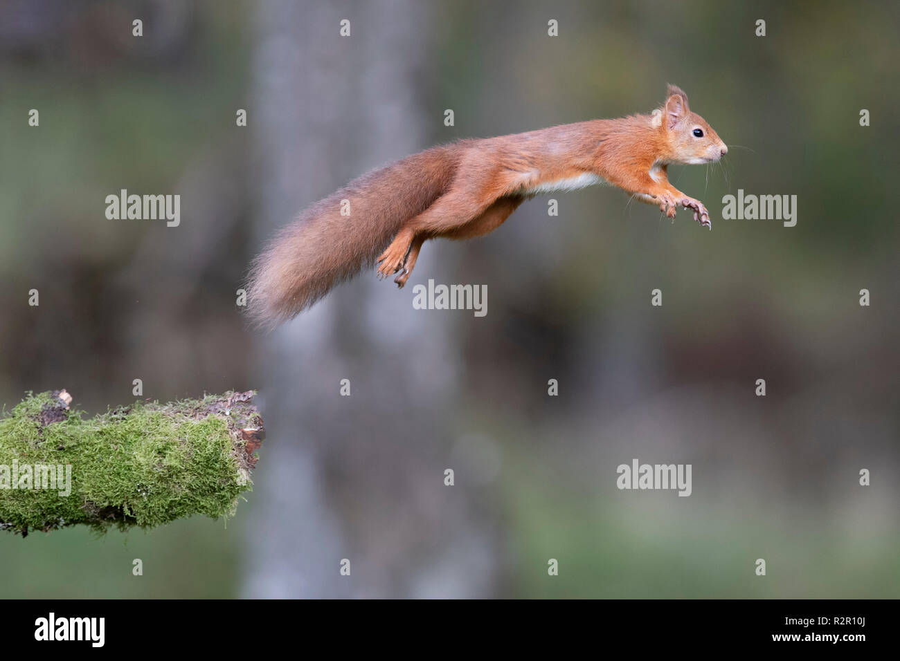 Jumping red squirrel hi-res stock photography and images - Alamy